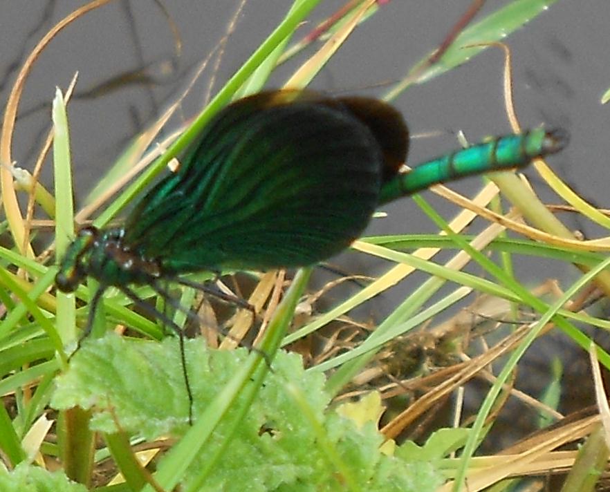 Damsel Fly at the Ruel | Dunoon and District Angling Club