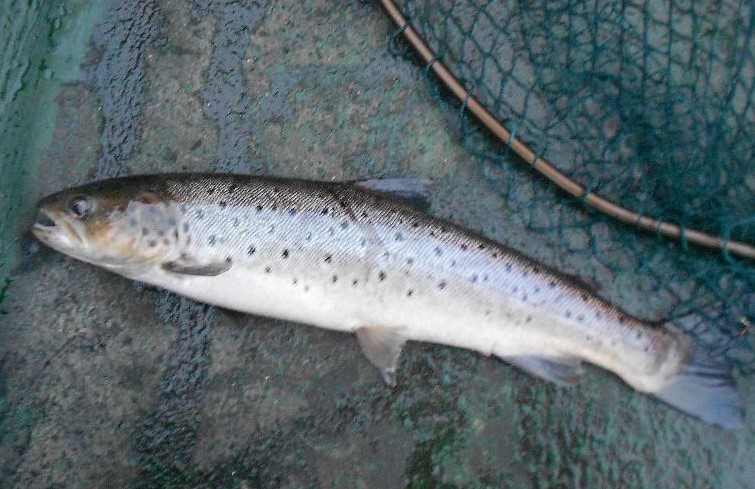 Sea trout getting caught on Loch Eck | Dunoon and District Angling Club