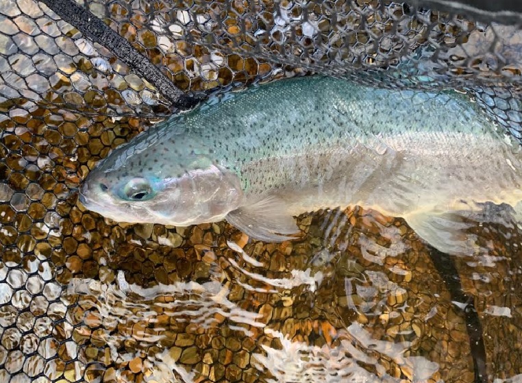 Blue Trout | Dunoon and District Angling Club