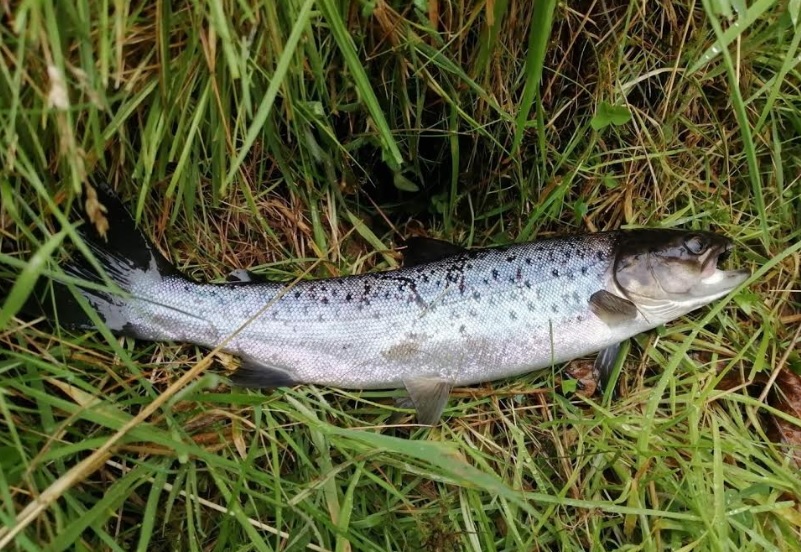 Ruel Sea Trout | Dunoon and District Angling Club