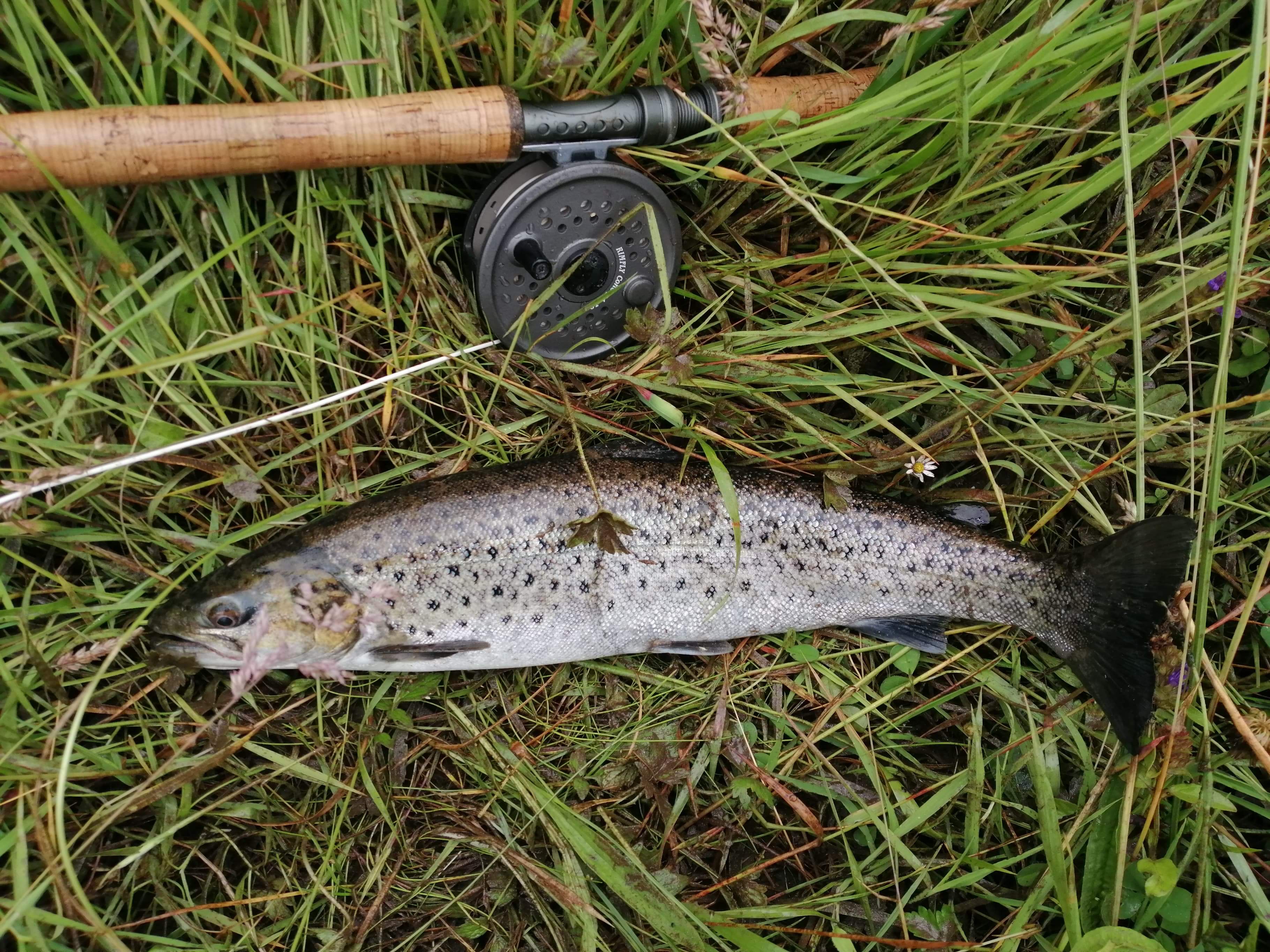 Nice Sea-trout from River Ruel | Dunoon and District Angling Club