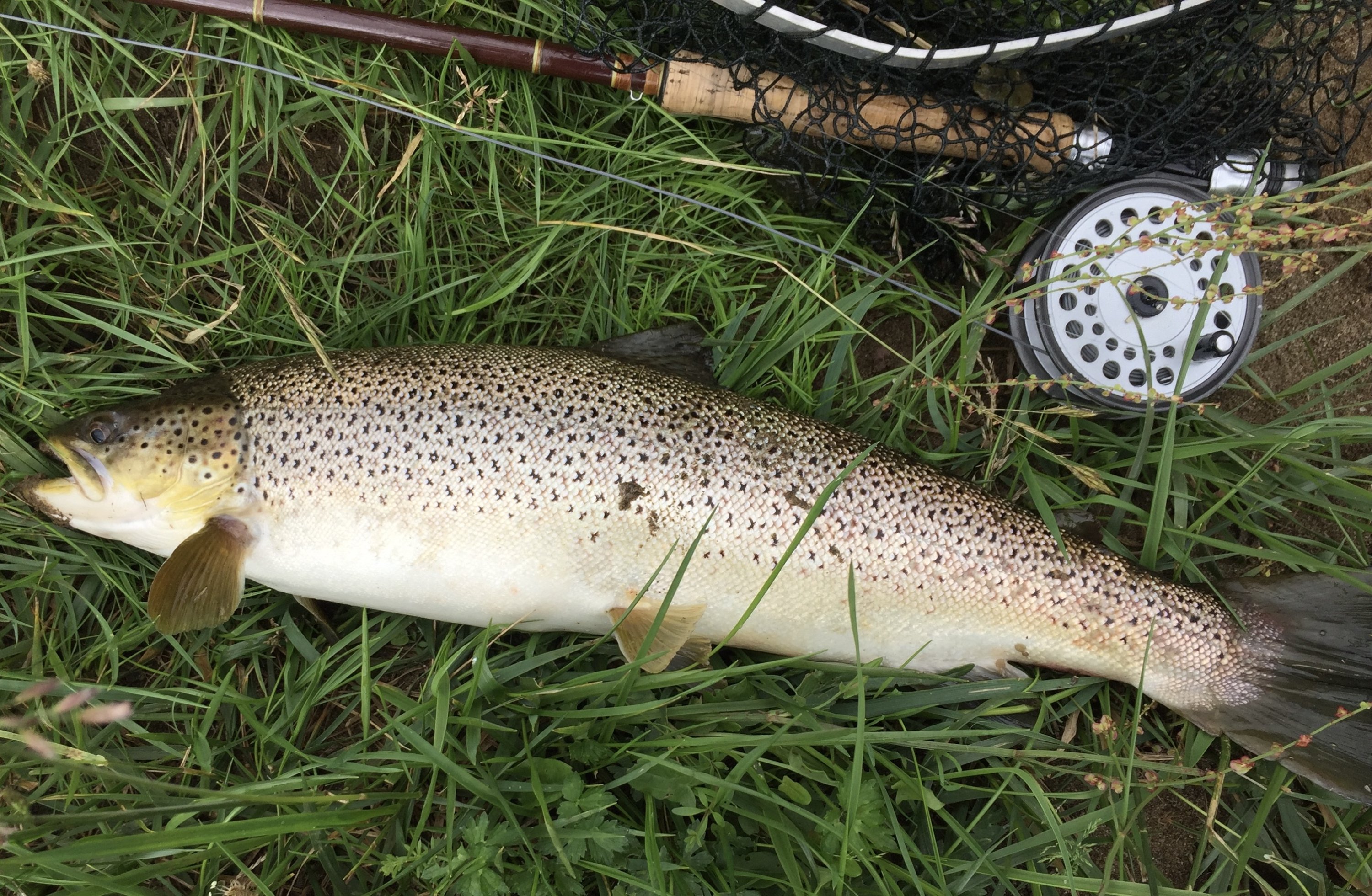 Tarsan update | Dunoon and District Angling Club