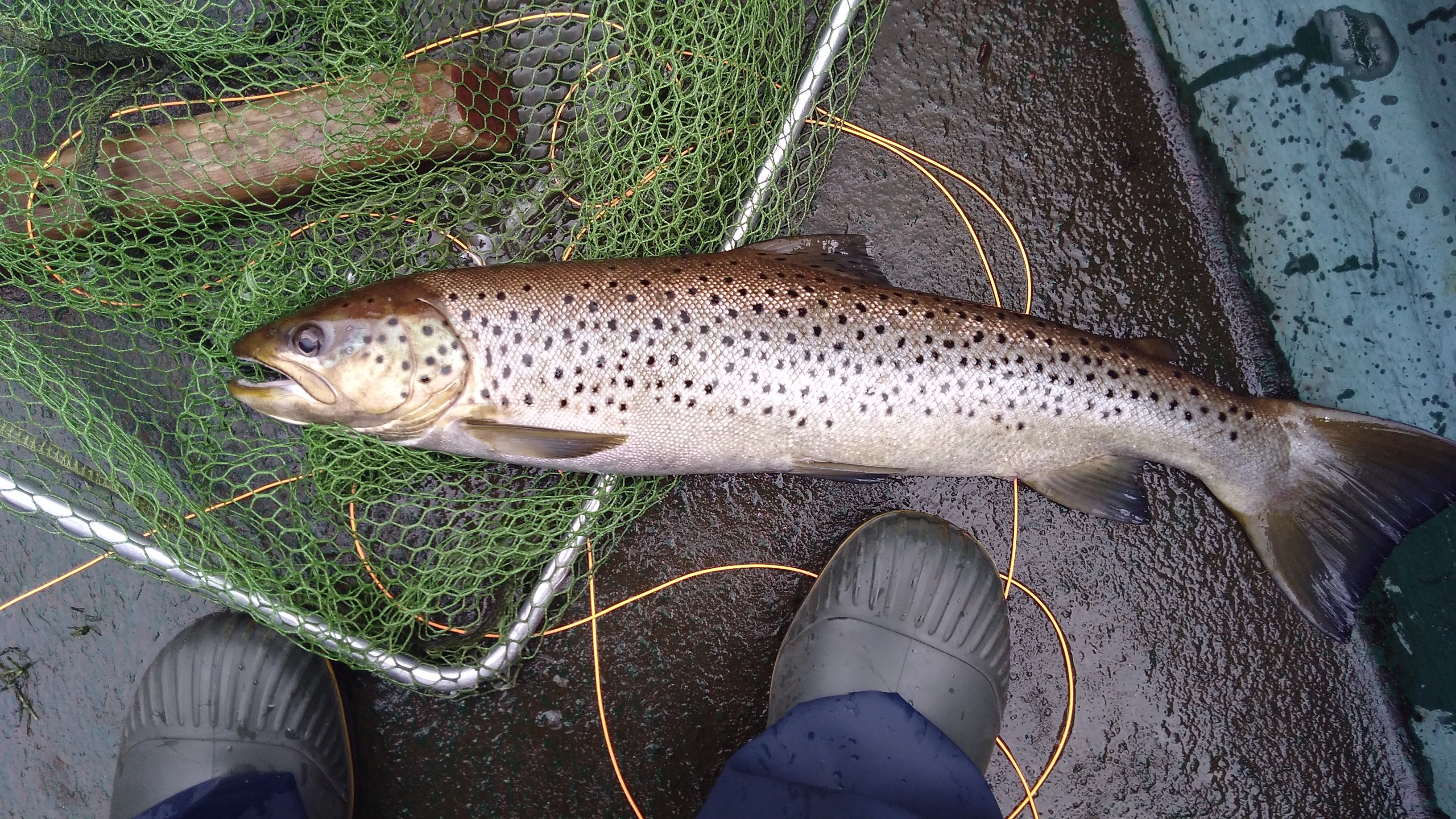 Loch Eck Sea-trout | Dunoon and District Angling Club