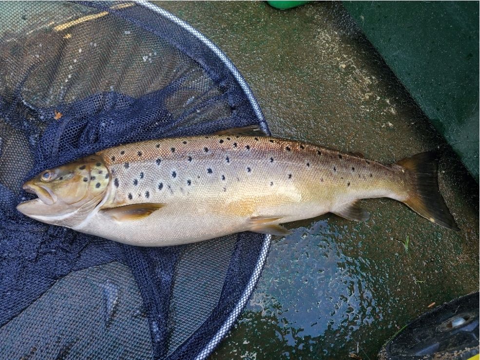 Loch Eck Trout | Dunoon and District Angling Club
