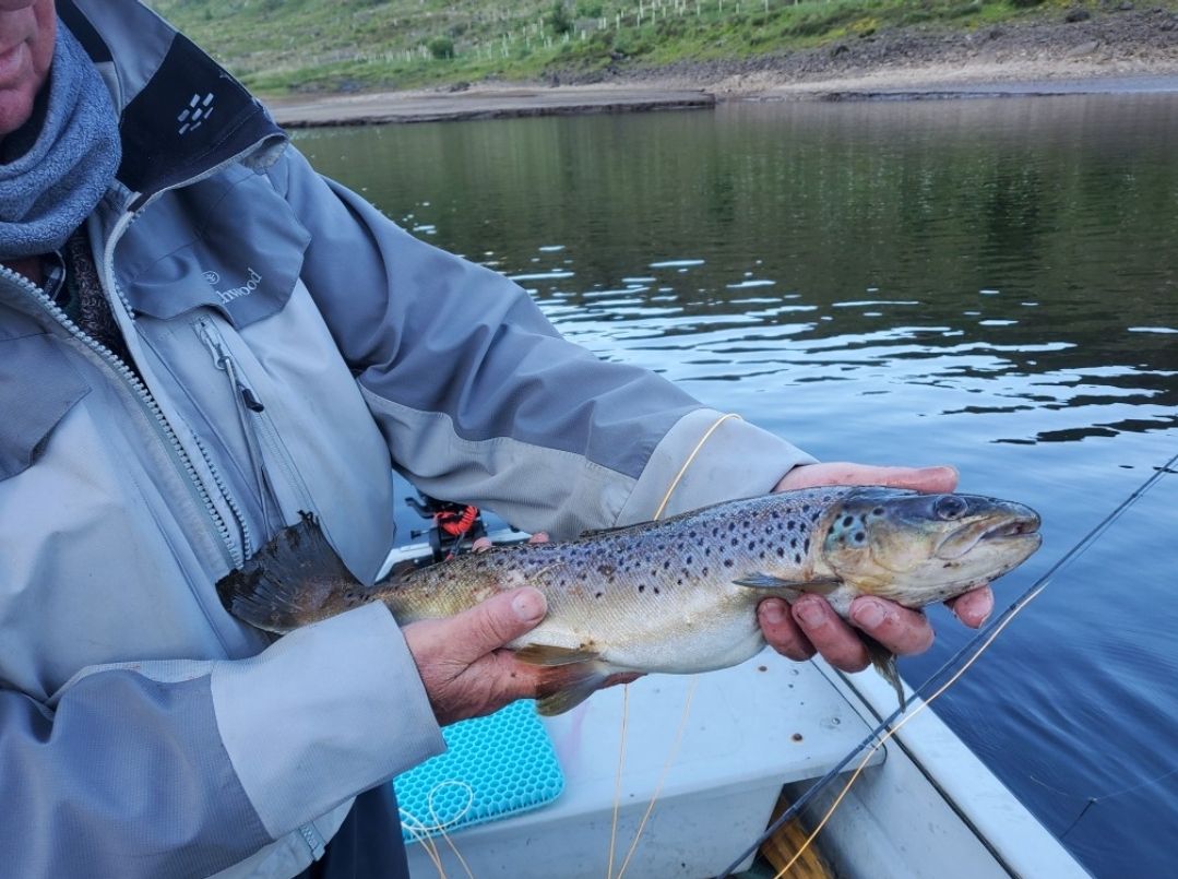 Tarsan Brownie | Dunoon and District Angling Club
