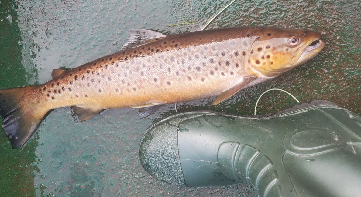 Loch Eck Sea Trout | Dunoon and District Angling Club