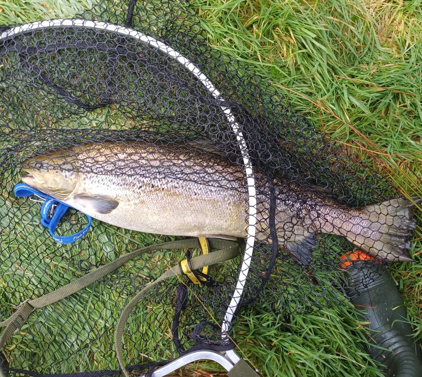 Ruel Salmon | Dunoon and District Angling Club